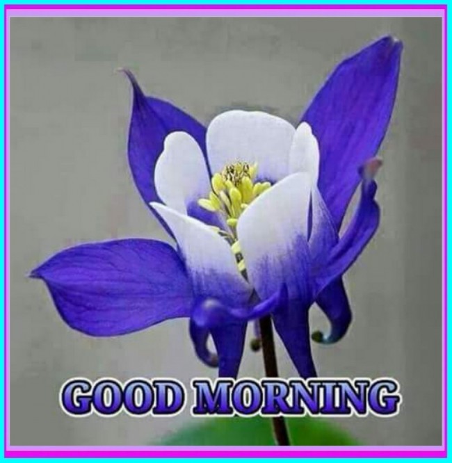 Morning – Blue Flower - Good Morning Wishes & Images Morning – Blue Flower - Good Morning Wishes & Images