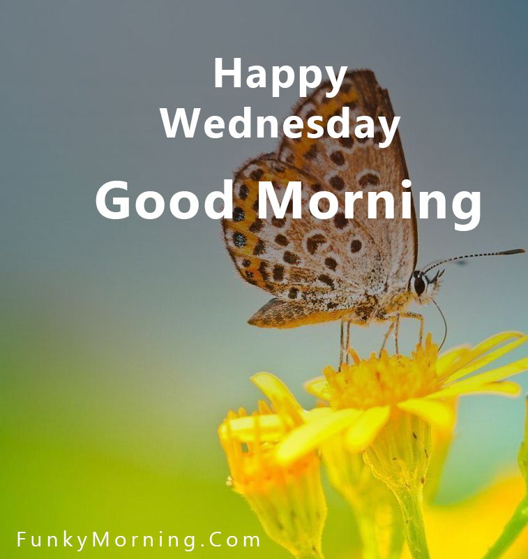 Happy Wednesday & A Very Good Morning - Good Morning Wishes & Images