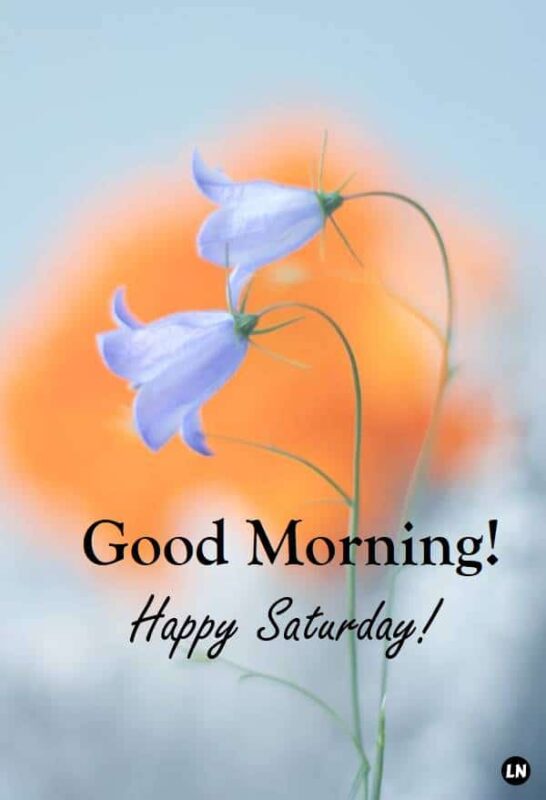 Good Morning & Have A Lovely Saturday - Good Morning Wishes & Images