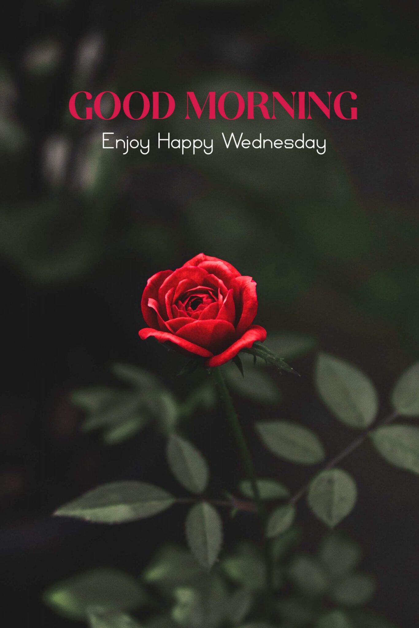 Good Morning Enjoy Happy Wednesday - Good Morning Wishes & Images