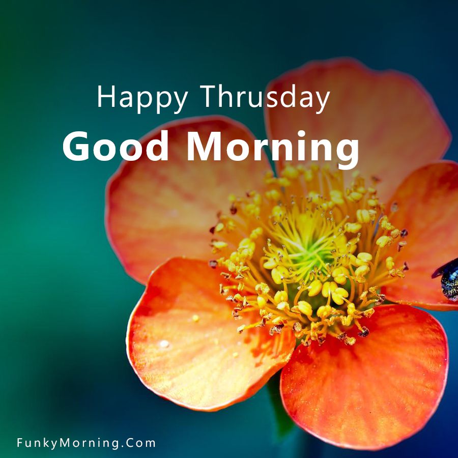 Best Good Morning Thursday Images - Good Morning Wishes & Images