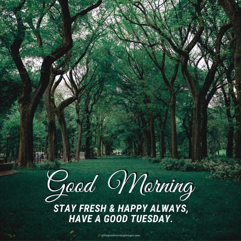 Good Morning Stay Fresh And Happy Always Happy Tuesday Photo - Good ...