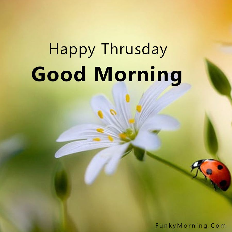 Happy Thursday Good Morning Images - Good Morning Wishes & Images